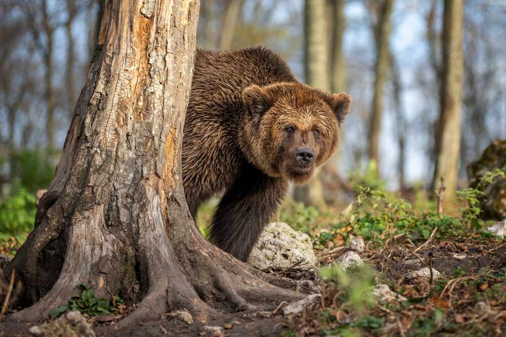 VIDEO: Hike Turns Horror As Bear Attacks | American Prosperity